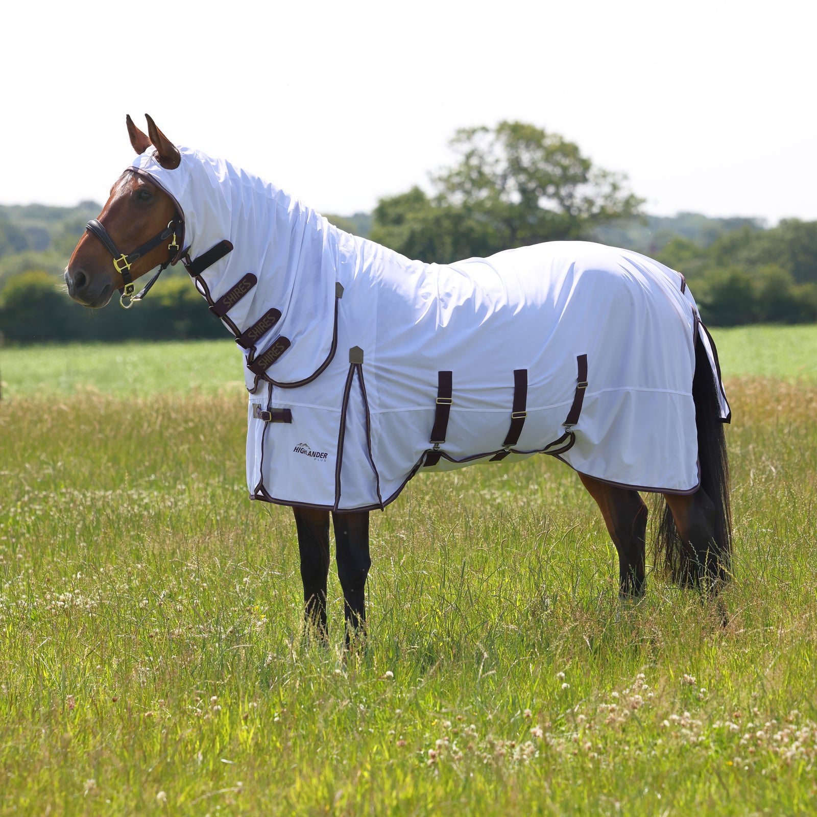 Fly Rugs
